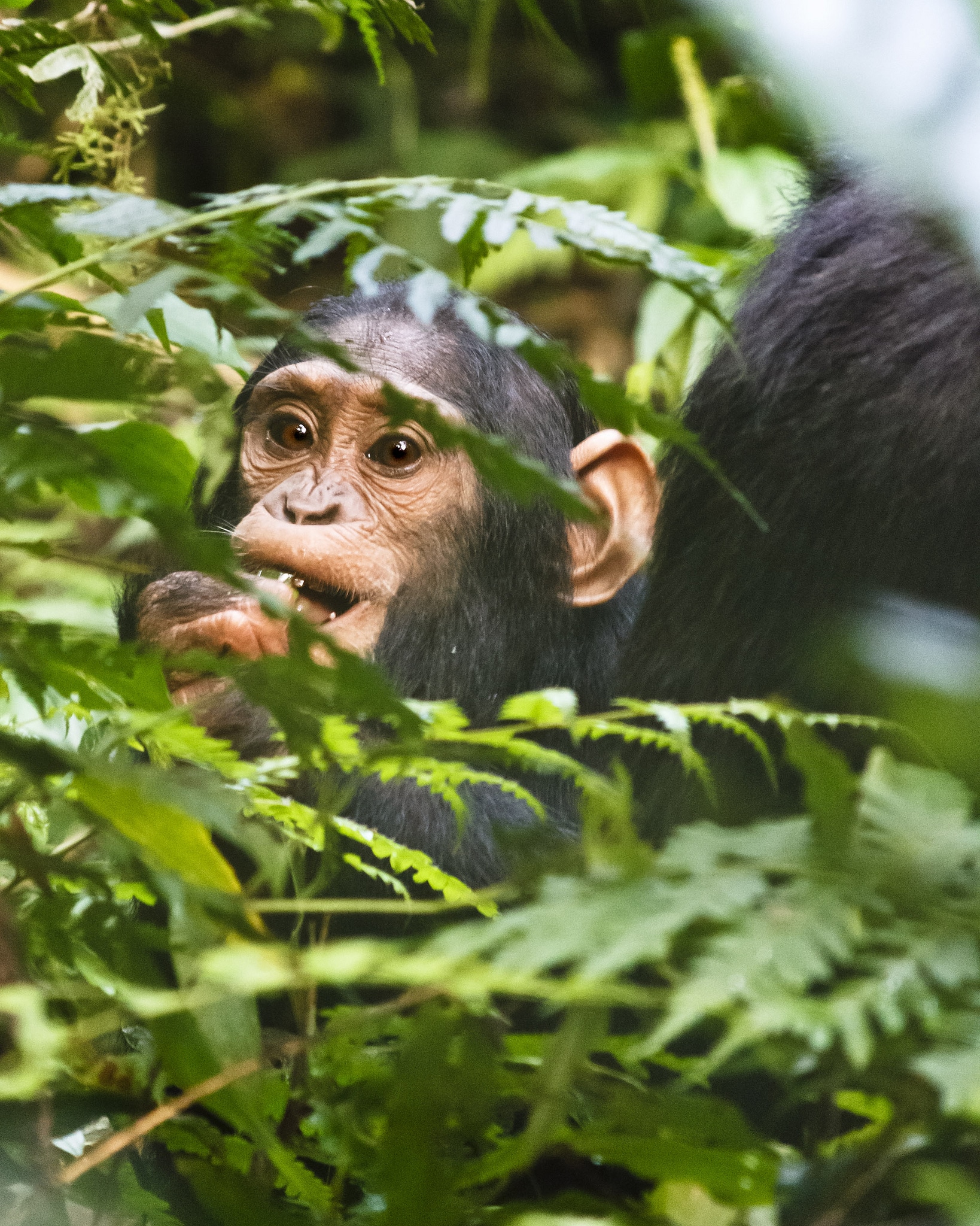 Chimp & See, identificant ximpanzés amb els científics — Atlas of the ...