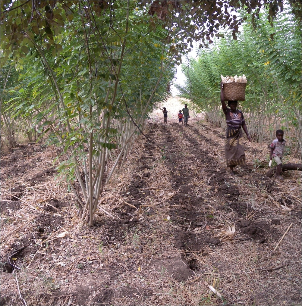 COMACO — Atlas of the Future