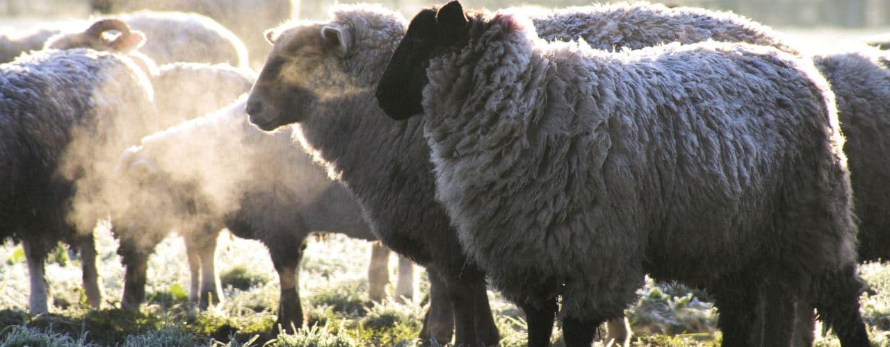 Wireless sheep — Atlas of the Future