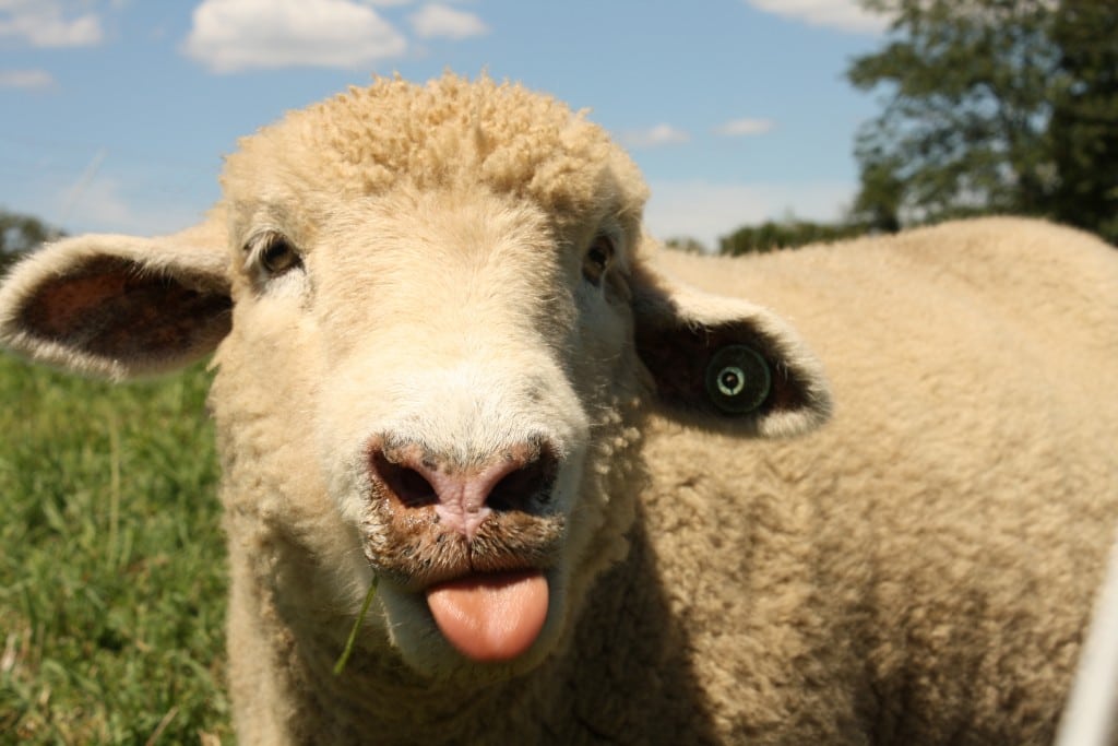 Best of the Atlas 2015 - Atlas of the Future — Atlas of the Future