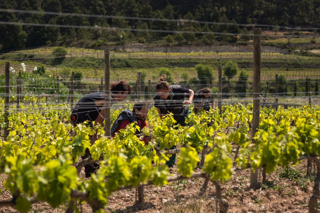 L'Olivera - Atlas of the Future — Atlas of the Future