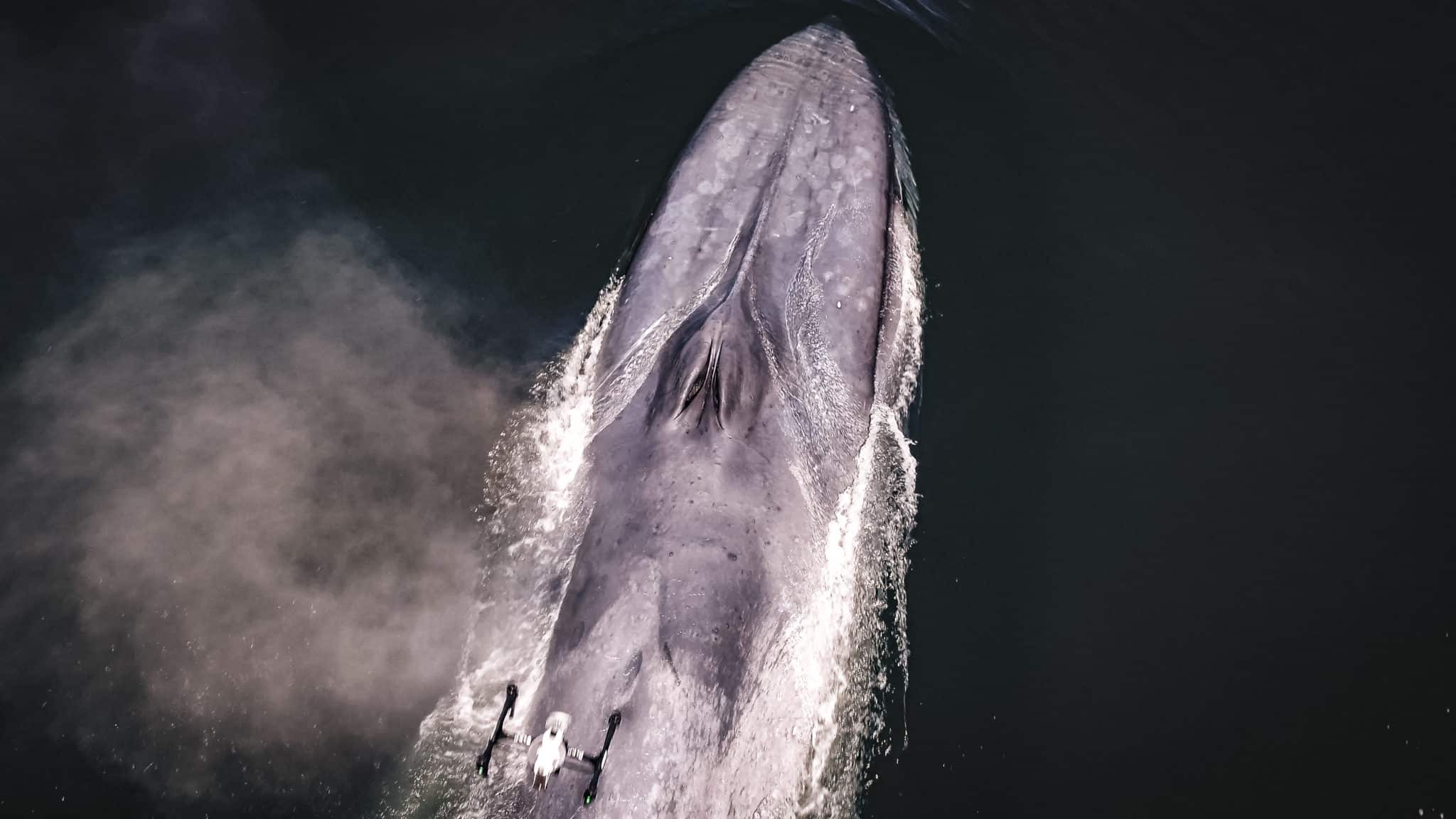 Ocean Alliance is collecting snot with drones to save whales — Atlas of ...