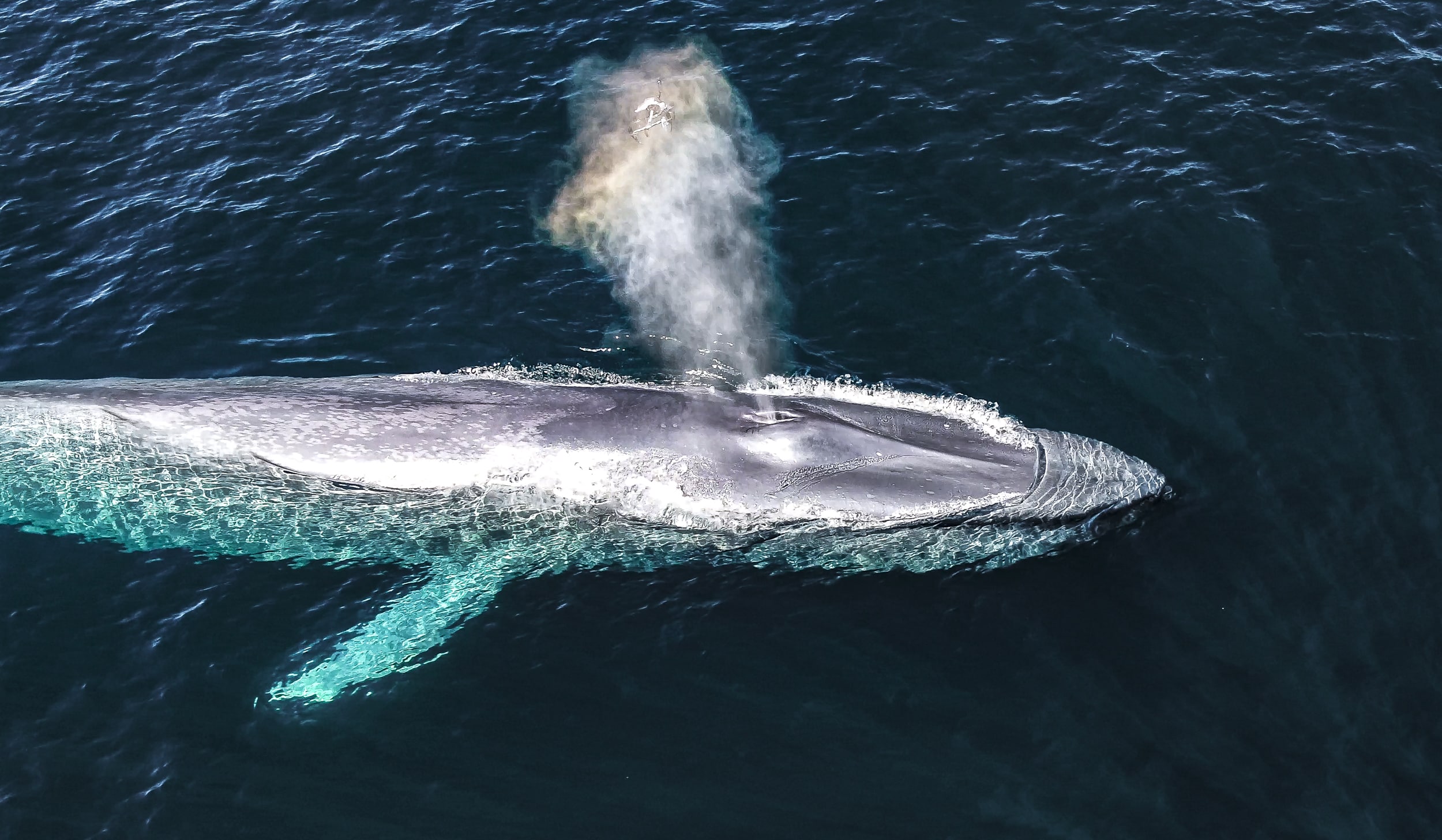 Ocean Alliance is collecting snot with drones to save whales — Atlas of ...