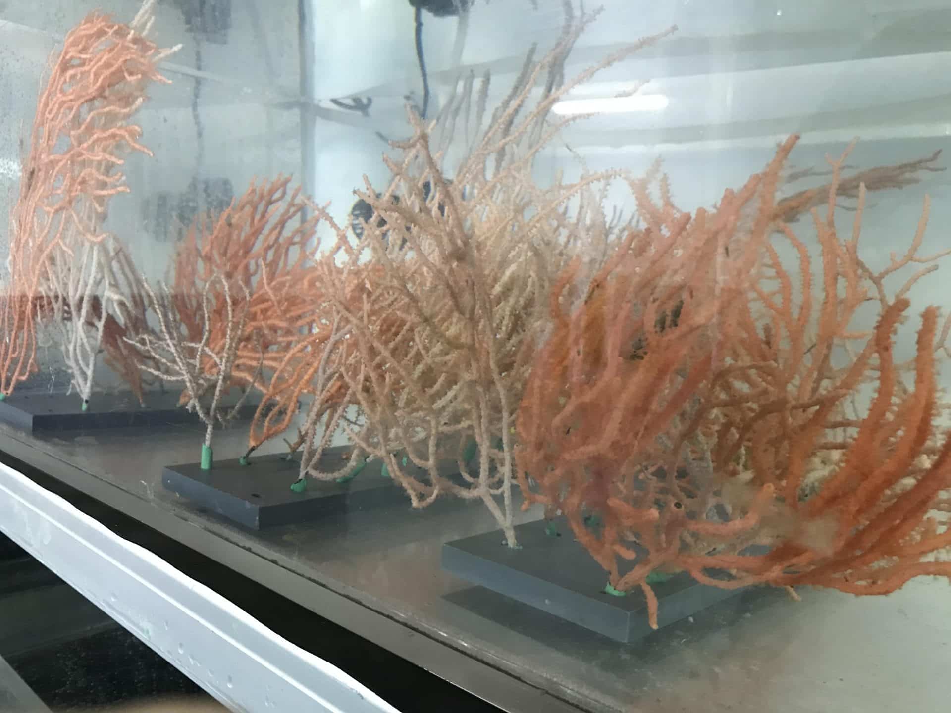 ResCap project is saving gorgonias to restore the Cap de Creus — Atlas ...