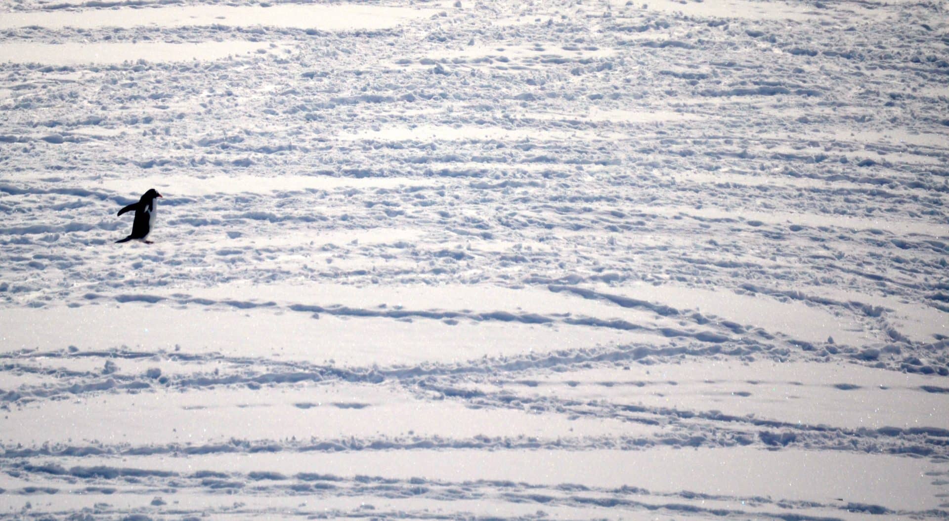 Penguin Watch, become a penguin detective | Atlas of the Future — Atlas ...